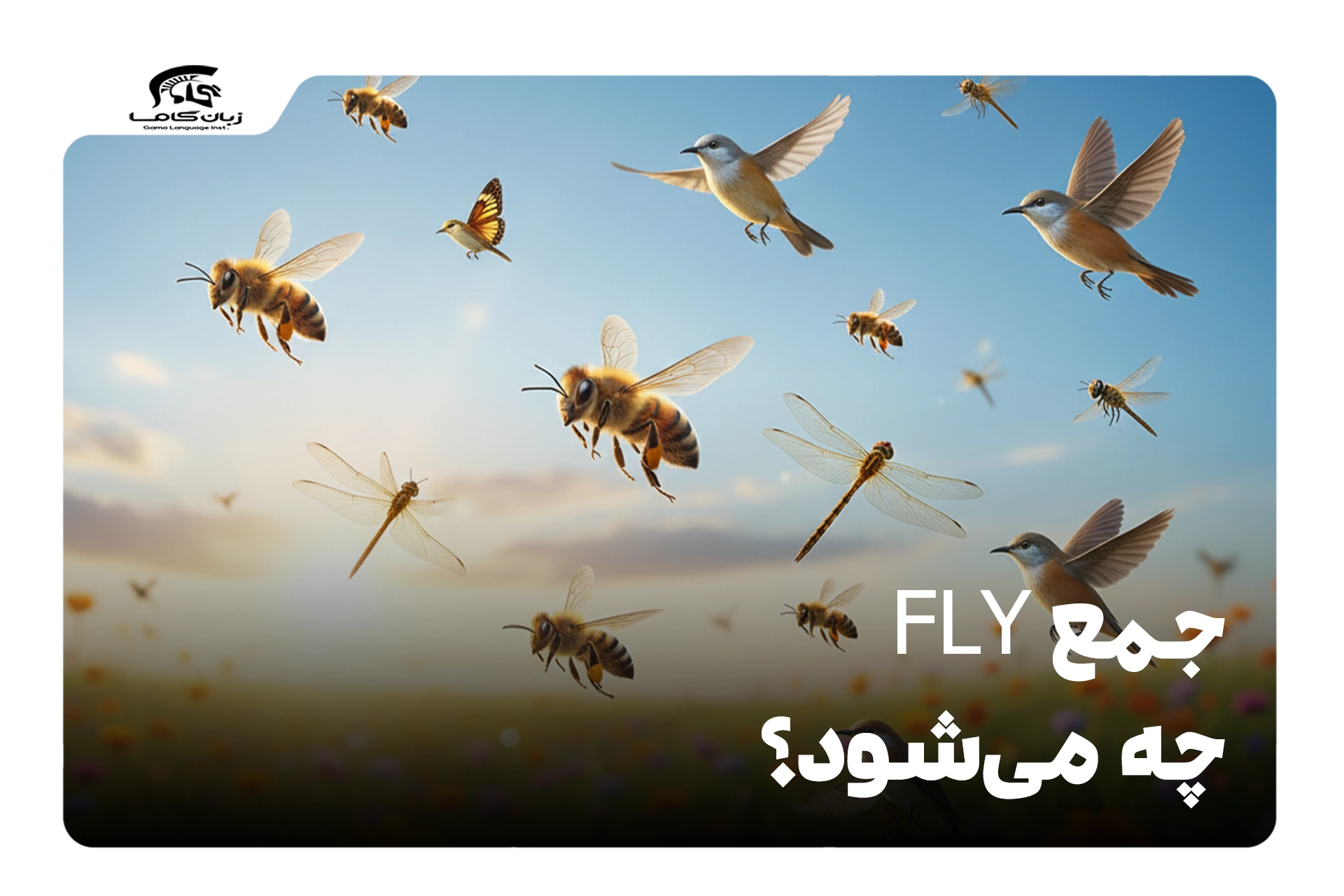 جمع fly چه می‌شود؟ | آموزش کامل قانون ies در انگلیسی - گاما تبریز